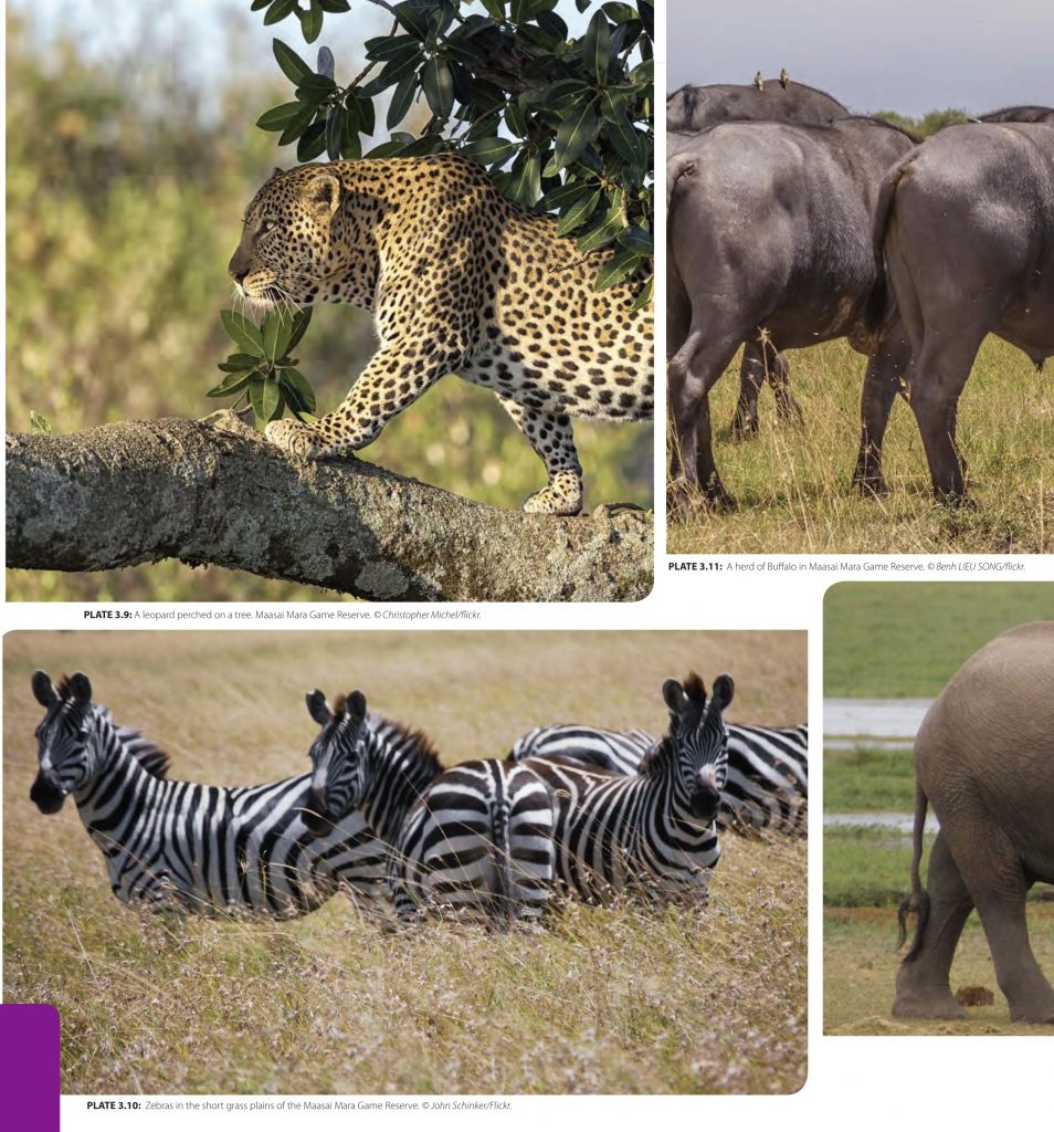 Animalia - Biodiversity atlas Kenya