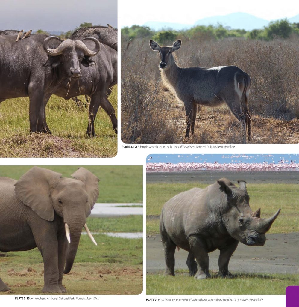 Animalia - Biodiversity atlas Kenya