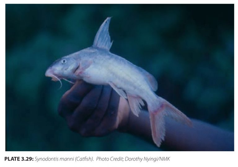 Fish - Biodiversity atlas Kenya