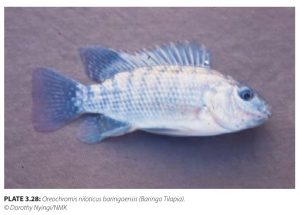 Fish - Biodiversity atlas Kenya