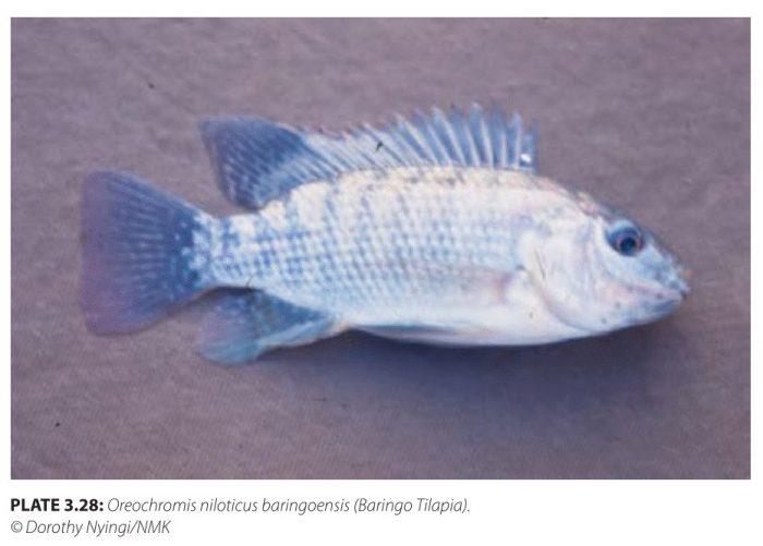 Fish - Biodiversity atlas Kenya