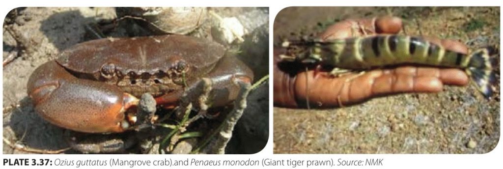 Molluscs - Biodiversity atlas Kenya
